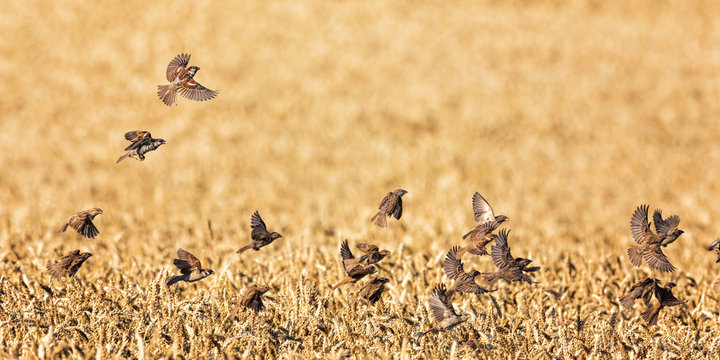 Feldspatzen Bilder – Durchsuchen 6,670 Archivfotos, Vektorgrafiken und ...