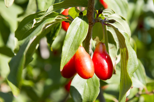 Dogberry-Tree Bilder – Durchsuchen 262 Archivfotos, Vektorgrafiken und ...