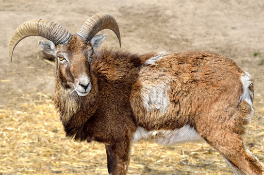 รูปภาพOvis – เลือกดูภาพถ่ายสต็อก เวกเตอร์ และวิดีโอ39,682 | Adobe Stock