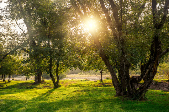 "Spring Forest Background" Images – Browse 156 Stock Photos, Vectors ...