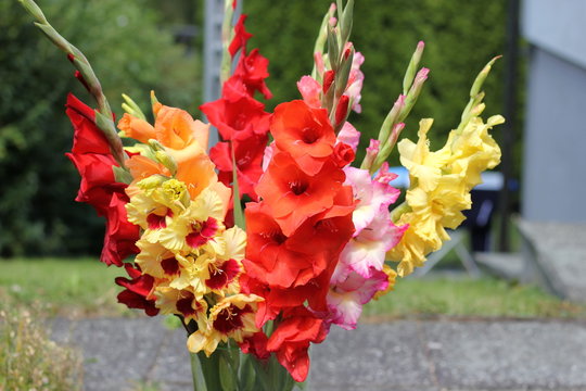 Gladiolen bilder – Bläddra bland 685 stockfoton, vektorer och videor ...