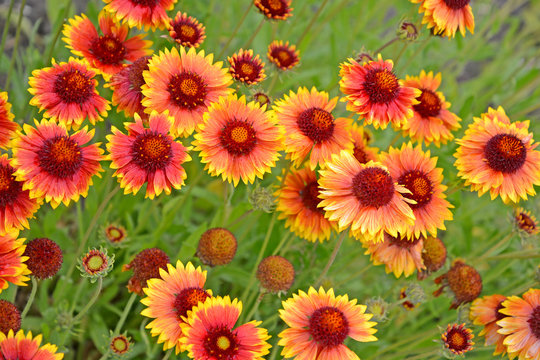 รูปภาพGaillardia – เลือกดูภาพถ่ายสต็อก เวกเตอร์ และวิดีโอ5,437 | Adobe ...