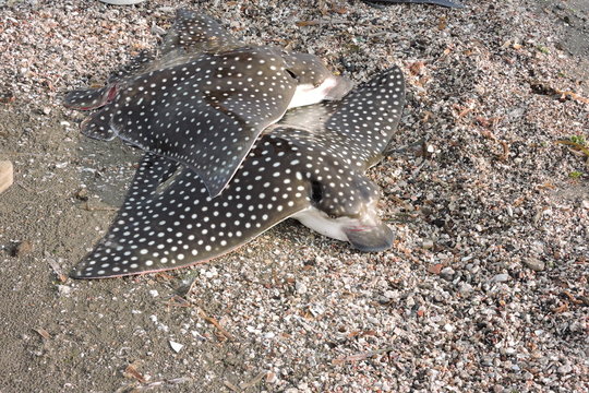 Mantarraya Images – Browse 238 Stock Photos, Vectors, and Video | Adobe ...