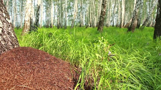 Antheap Bilder – Durchsuchen 86 Archivfotos, Vektorgrafiken und Videos ...