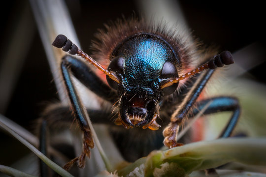"High Magnification" Images – Browse 382 Stock Photos, Vectors, and ...