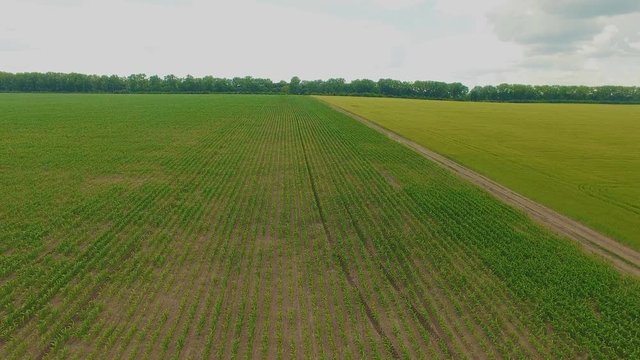 Cornstalk Images – Parcourir 6,251 le catalogue de photos, vecteurs et ...