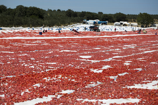 Plantasyon photos, royalty-free images, graphics, vectors & videos ...