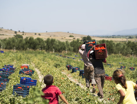 Plantasyon-Bilder: Stock-Fotos & -Videos. | Adobe Stock