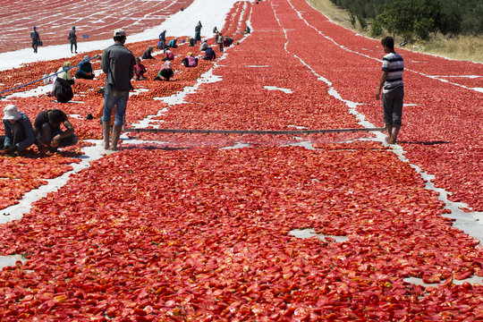 Plantasyon Bilder – Durchsuchen 68 Archivfotos, Vektorgrafiken und ...