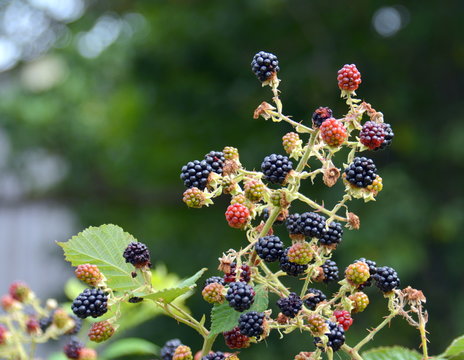 Brombeerhecke 이미지 – 찾아보기 80 스톡 사진, 벡터 및 비디오 | Adobe Stock