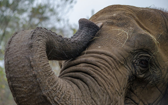 Elephant Trunk Up Bilder – Durchsuchen 7,643 Archivfotos ...