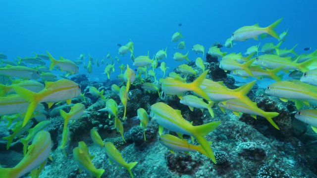 รูปภาพComoros – เลือกดูภาพถ่ายสต็อก เวกเตอร์ และวิดีโอ15,854 | Adobe Stock