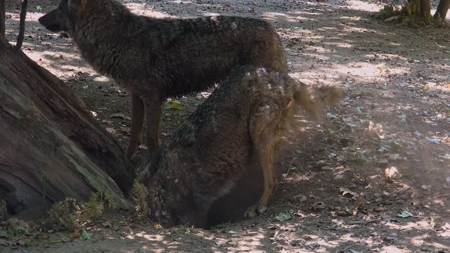 รูปภาพFerocius – เลือกดูภาพถ่ายสต็อก เวกเตอร์ และวิดีโอ101 | Adobe Stock