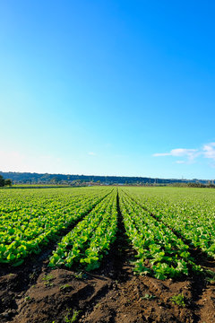 "Campi Coltivati" Images – Browse 691 Stock Photos, Vectors, and Video ...