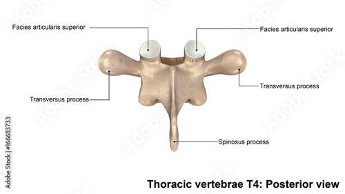 "Thoracic vertebrae T4_Posterior view" Stock photo and royalty-free ...