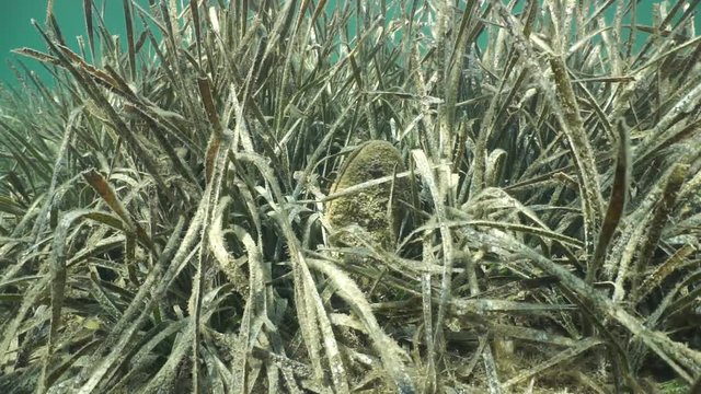 Imágenes de Pinnidae: descubre bancos de fotos, ilustraciones, vectores ...