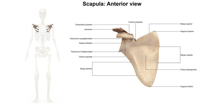 Blank Scapula Diagram