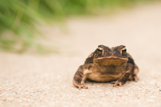 Croak Images – Parcourir 339,787 le catalogue de photos, vecteurs et ...