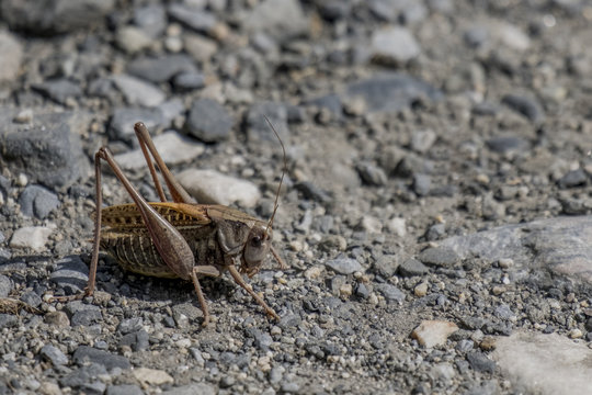 Saltamonte Images – Browse 50 Stock Photos, Vectors, and Video | Adobe ...