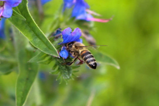 Beez Images – Browse 69 Stock Photos, Vectors, and Video | Adobe Stock