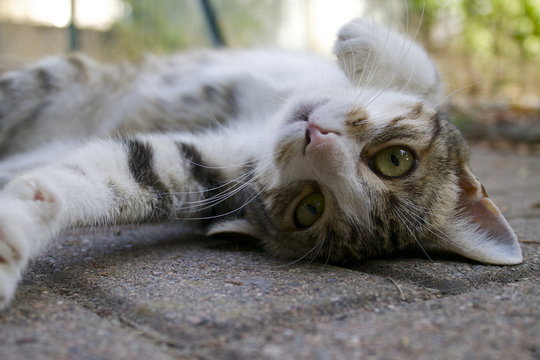 Estray Bilder – Durchsuchen 403 Archivfotos, Vektorgrafiken und Videos ...