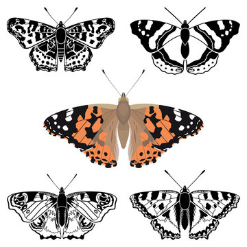 รูปภาพNymphalidae – เลือกดูภาพถ่ายสต็อก เวกเตอร์ และวิดีโอ34,820 ...