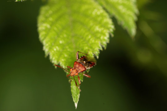 Blattwanze bilder – Bläddra bland 183 stockfoton, vektorer och videor ...