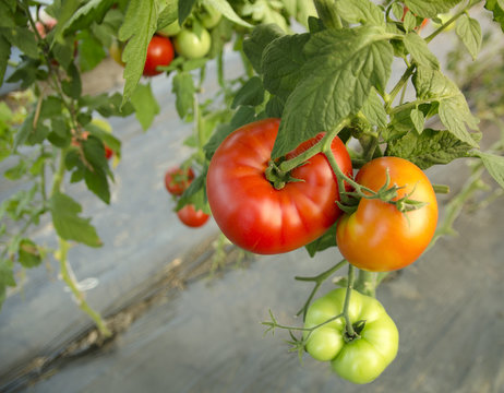 Strauchtomate Bilder – Durchsuchen 45,269 Archivfotos, Vektorgrafiken ...