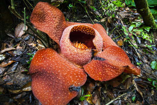 รูปภาพRafflesia – เลือกดูภาพถ่ายสต็อก เวกเตอร์ และวิดีโอ1,022 | Adobe Stock