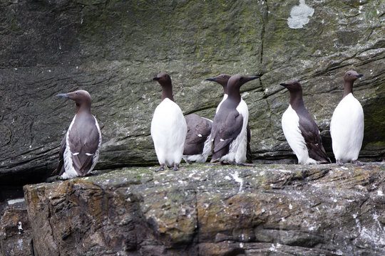 รูปภาพUria – เลือกดูภาพถ่ายสต็อก เวกเตอร์ และวิดีโอ2,804 | Adobe Stock