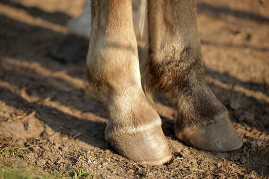 Kopyta Images – Browse 710 Stock Photos, Vectors, and Video | Adobe Stock