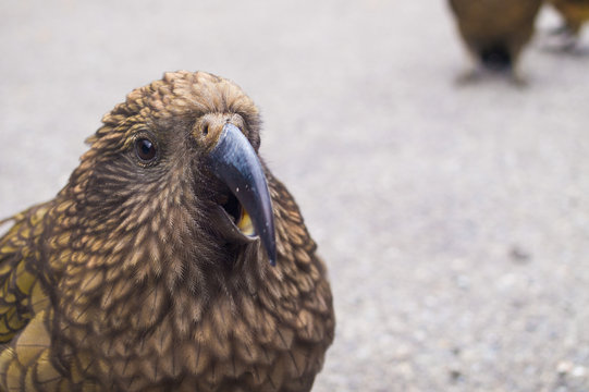 รูปภาพStrigopidae – เลือกดูภาพถ่ายสต็อก เวกเตอร์ และวิดีโอ143 | Adobe Stock