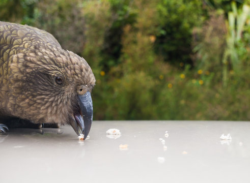 รูปภาพStrigopidae – เลือกดูภาพถ่ายสต็อก เวกเตอร์ และวิดีโอ143 | Adobe Stock