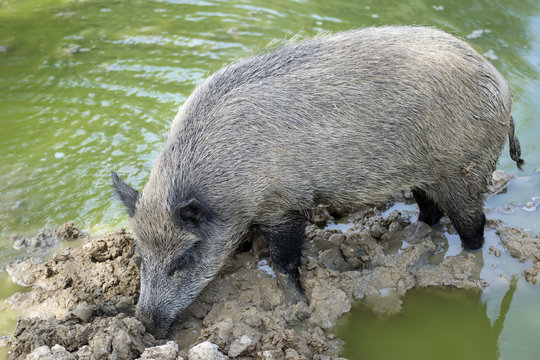 รูปภาพHozar – เลือกดูภาพถ่ายสต็อก เวกเตอร์ และวิดีโอ4 | Adobe Stock