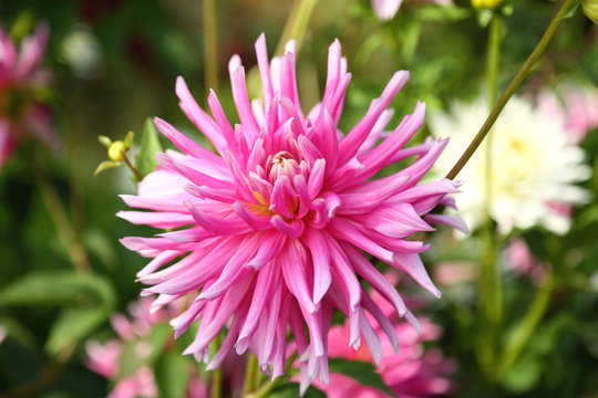 Lilla Bilder – Durchsuchen 5,875 Archivfotos, Vektorgrafiken und Videos ...