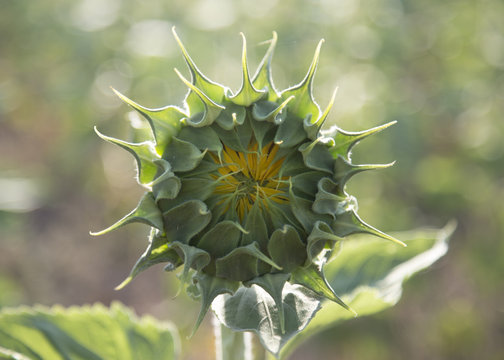 「Pre-Bloom」の写真素材 | 75件の無料イラスト画像 | Adobe Stock