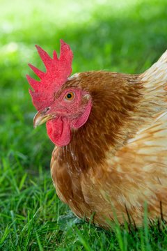 Hybrid-Huhn Images – Browse 5 Stock Photos, Vectors, and Video | Adobe ...