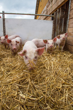 รูปภาพFerkel – เลือกดูภาพถ่ายสต็อก เวกเตอร์ และวิดีโอ11,892 | Adobe Stock
