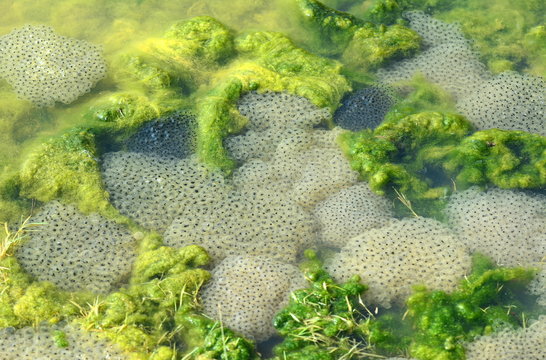 「Froschlaich」の画像 - 513 件の Stock 写真、ベクターおよびビデオ | Adobe Stock