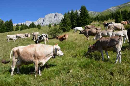 Mucche Bilder – Durchsuchen 4,473 Archivfotos, Vektorgrafiken und ...