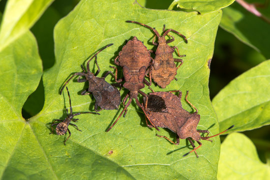 รูปภาพHemimetaboly – เลือกดูภาพถ่ายสต็อก เวกเตอร์ และวิดีโอ223 | Adobe ...