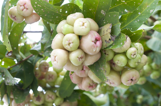 Makopa Bilder – Durchsuchen 2,231 Archivfotos, Vektorgrafiken und ...