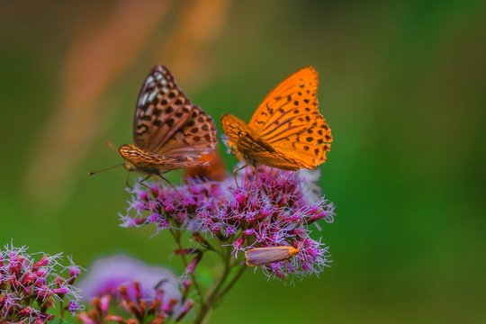 Tracheata Bilder – Durchsuchen 325 Archivfotos, Vektorgrafiken und ...