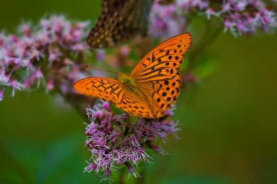 Tracheata Bilder – Durchsuchen 325 Archivfotos, Vektorgrafiken und ...