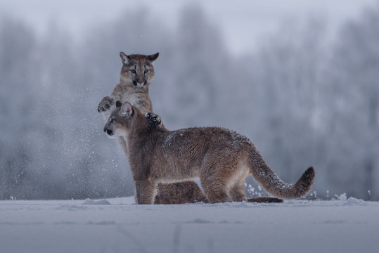 Leisefuchs Bilder – Durchsuchen 468 Archivfotos, Vektorgrafiken und ...