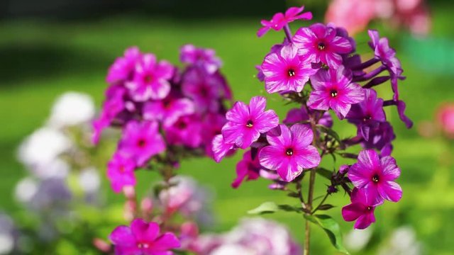 Flox Gravações em vídeo – Procure 988 gravações e vídeos em HD | Adobe ...