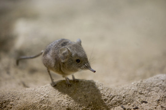 รูปภาพElefantenspitzmaus – เลือกดูภาพถ่ายสต็อก เวกเตอร์ และวิดีโอ17 ...