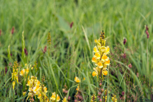 Flaxweed bilder – Bläddra bland 18 stockfoton, vektorer och videor ...