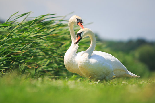 รูปภาพCygnus – เลือกดูภาพถ่ายสต็อก เวกเตอร์ และวิดีโอ432,514 | Adobe Stock