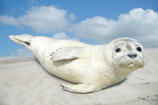 Seerobben Bilder – Durchsuchen 12,966 Archivfotos, Vektorgrafiken und ...